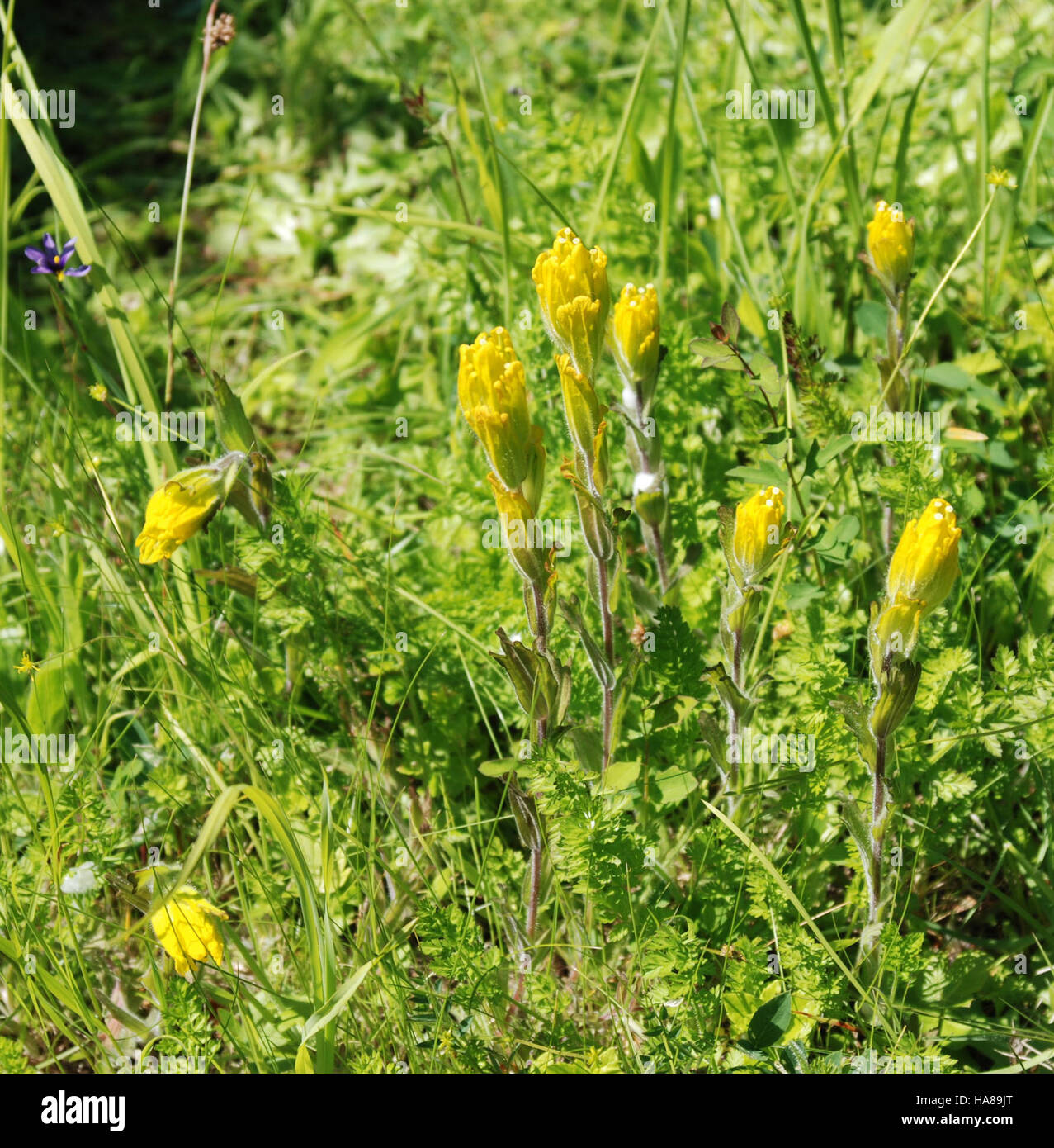 The threatened golden paintbrush (Castilleja levisecta) is photographed ...