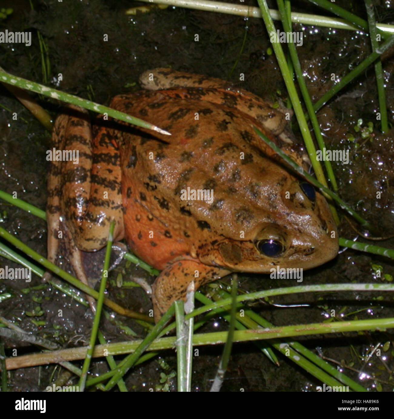 California red legged frog hi-res stock photography and images - Alamy