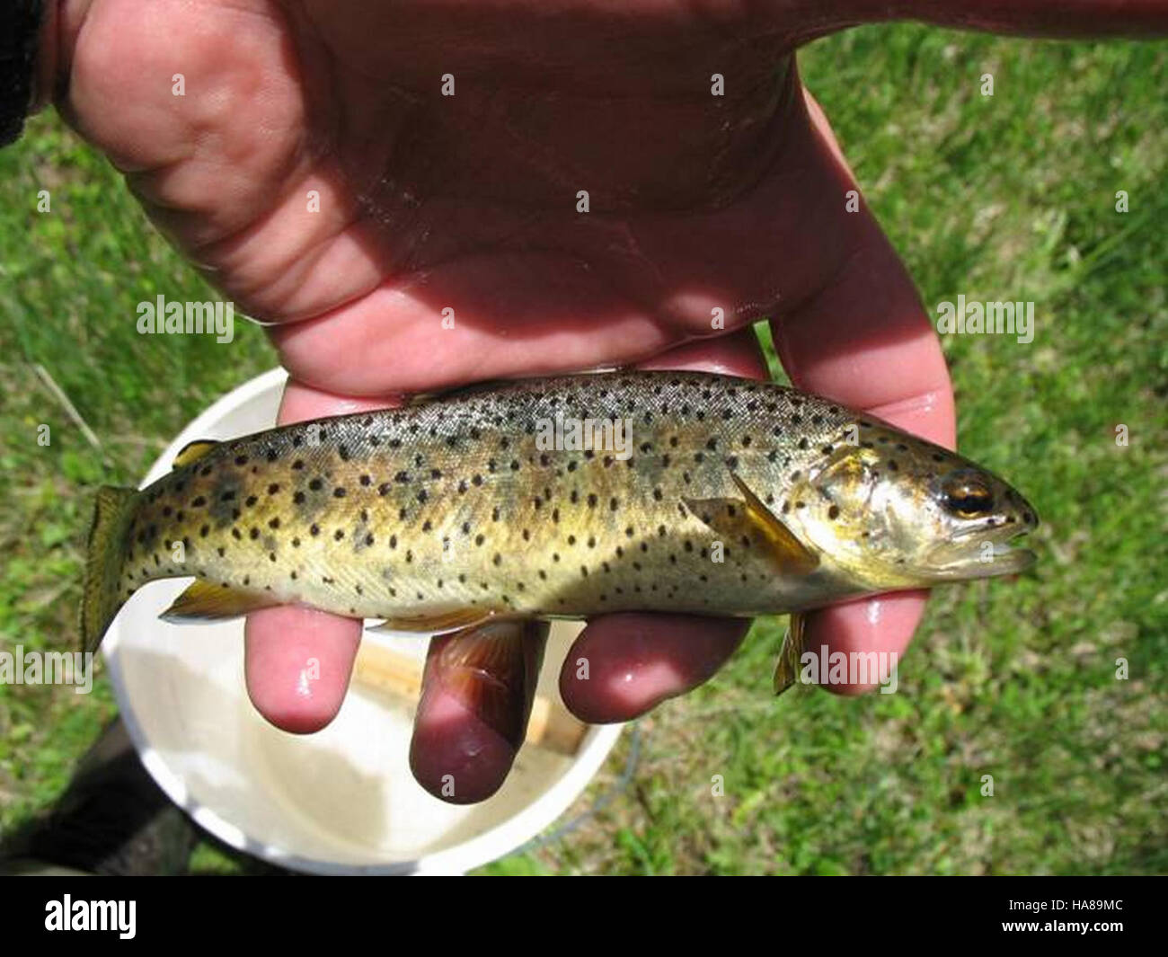 usfwsendsp 6359209971 Threatened Apache trout (Oncorhynchus apache ...