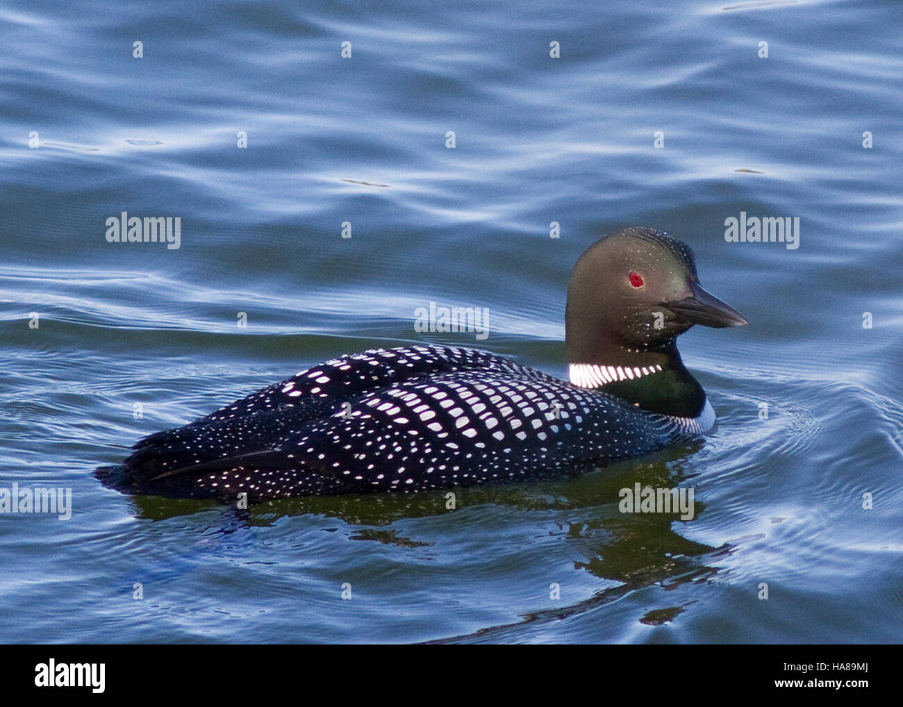 usfwsmidwest 10608327015 Minnesota State Bird by Dale Rehder⁄USFWS ...