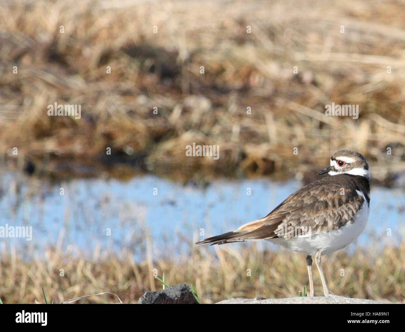 A Killdeer bird captured in its natural habitat, highlighting the ...