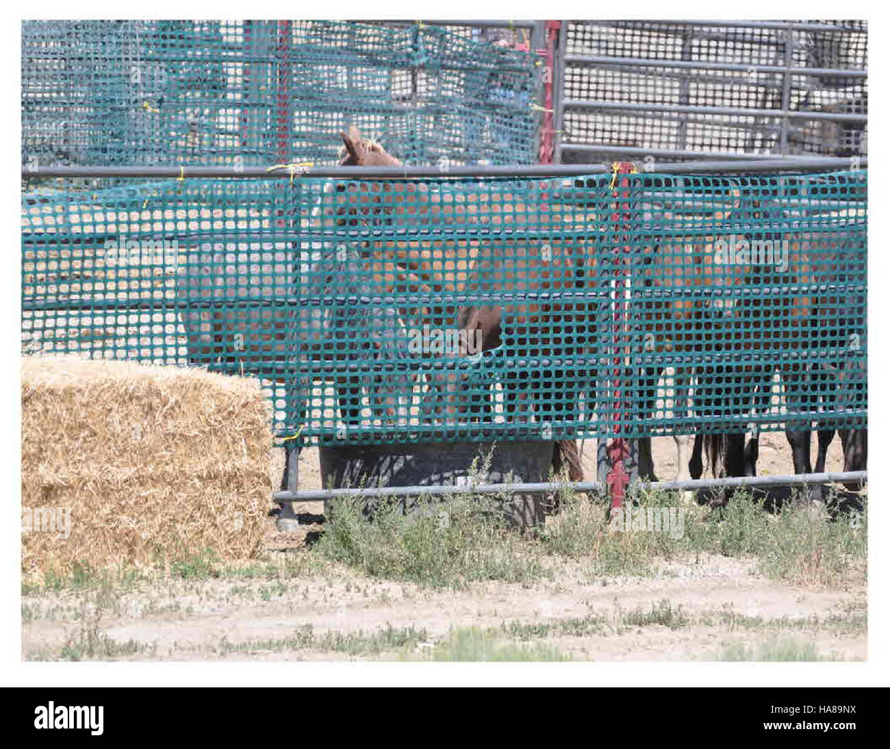 Animal habitat management Cut Out Stock Images & Pictures - Alamy