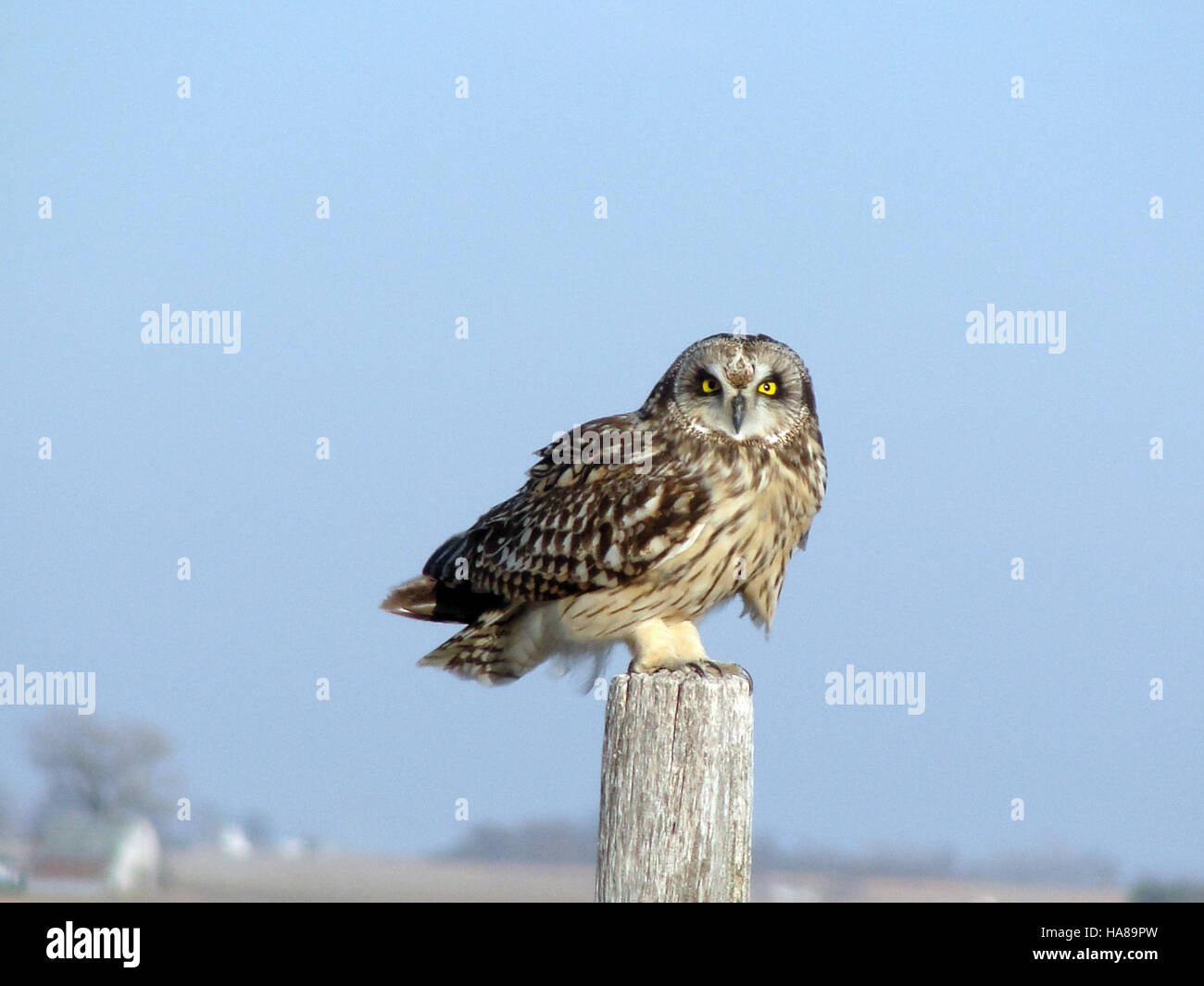 The short-eared owl, a species known for its nocturnal hunting habits ...