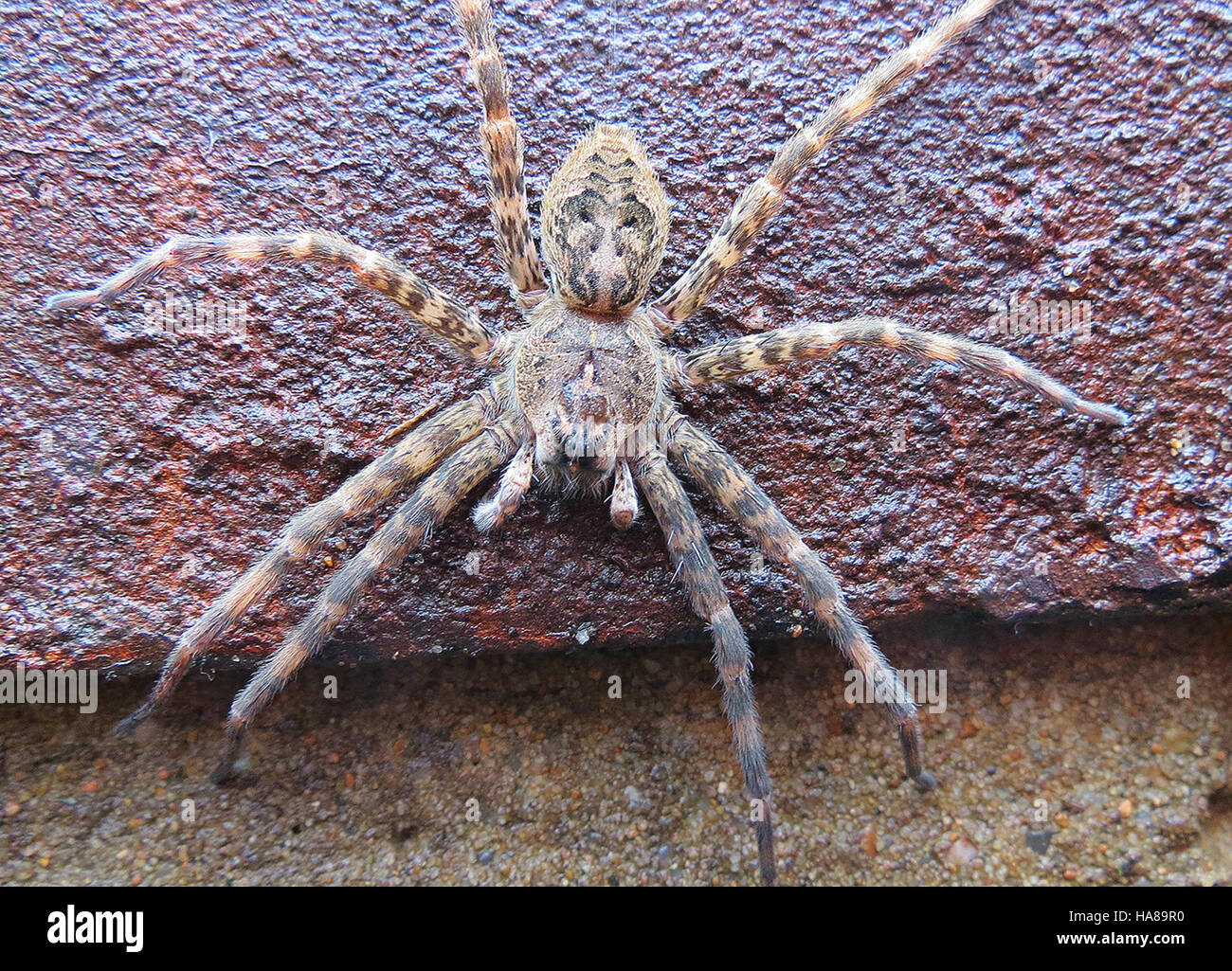 A fishing spider is observed at the Neosho National Fish Hatchery, an ...