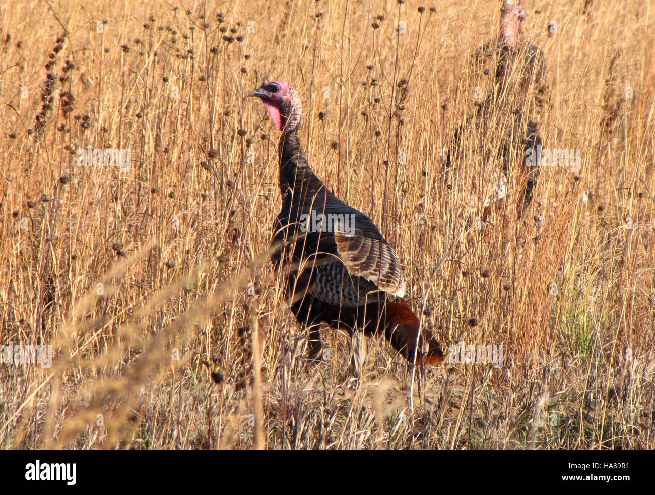 Wild turkeys roam freely within national park boundaries, playing a key ...