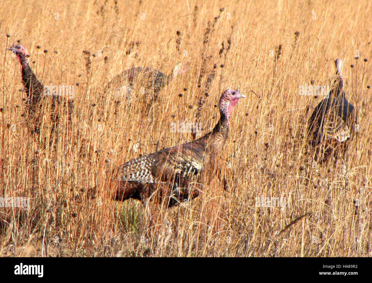 Wild turkeys roam freely in a national park, showcasing the thriving ...