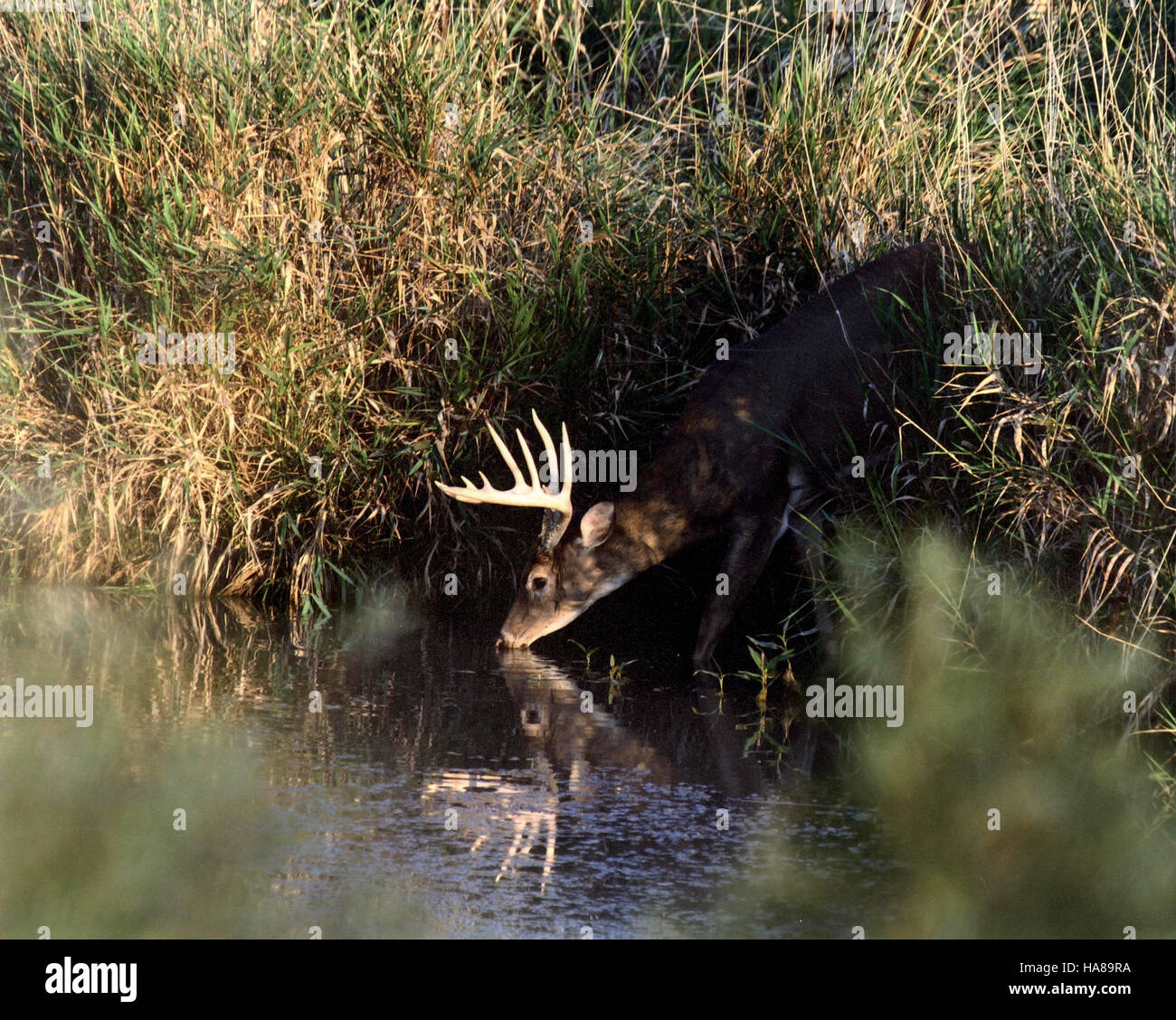A tranquil reflection scene in a national park showcasing the natural ...