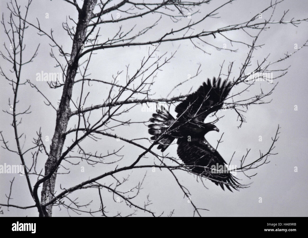 Tex allen hi-res stock photography and images - Alamy