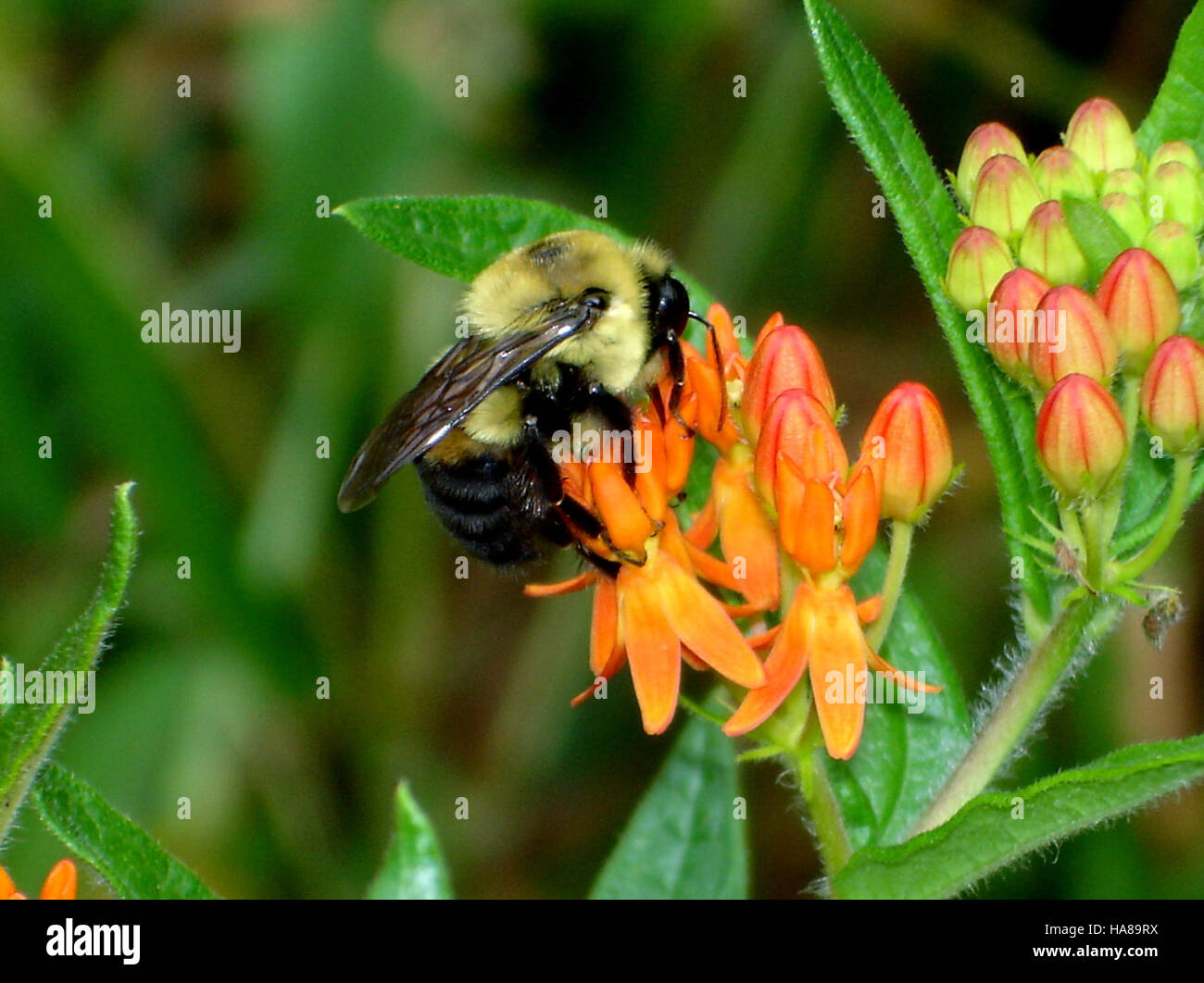 The bumblebee and butterfly weed species thrive in specific U.S ...