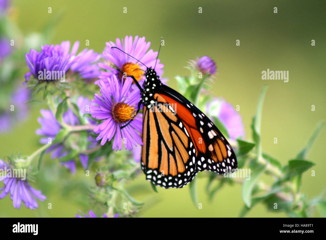A Monarch butterfly rests on a New England Aster, illustrating the ...