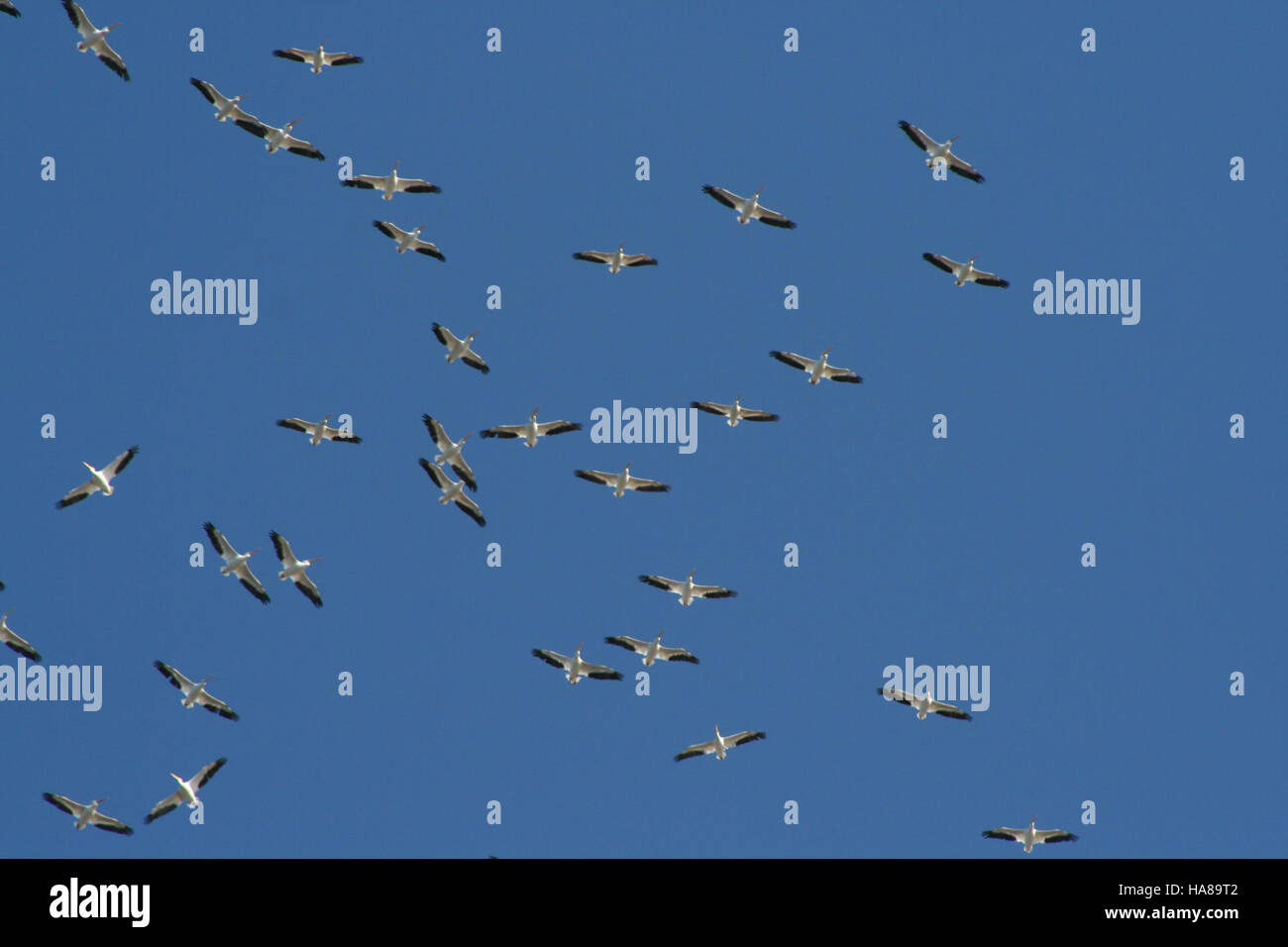Migrating pelicans are observed as they pass through the U.S. Midwest ...