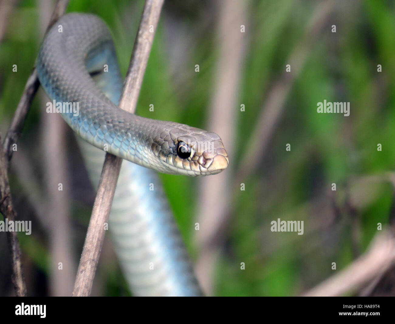 The U.S. Fish and Wildlife Service’s Midwest region focuses on ...