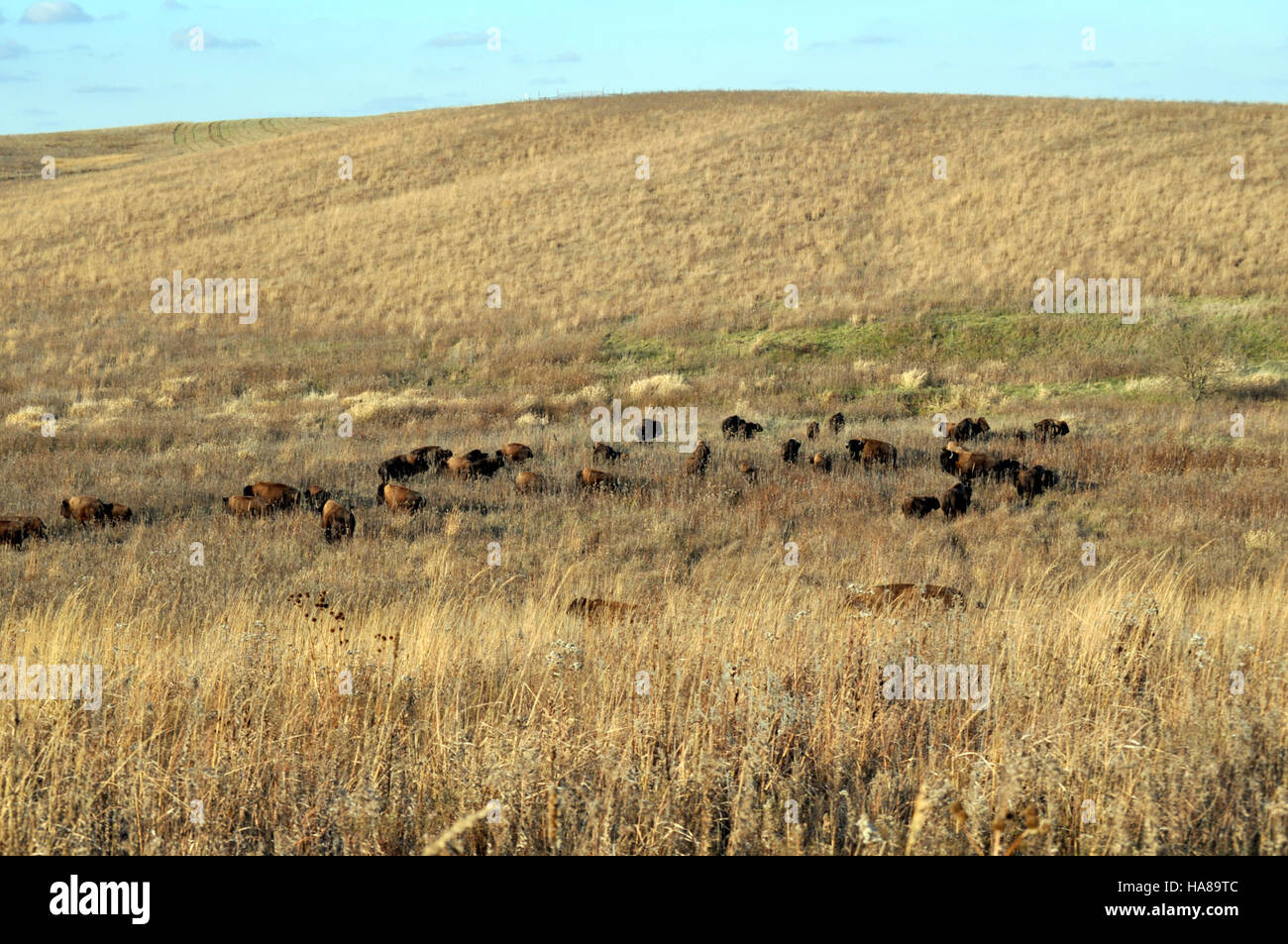 A herd of bison grazing in a national park, illustrating the importance ...