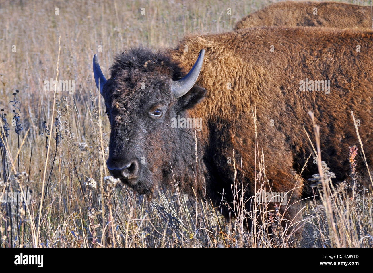 Native animals representing hi-res stock photography and images - Alamy