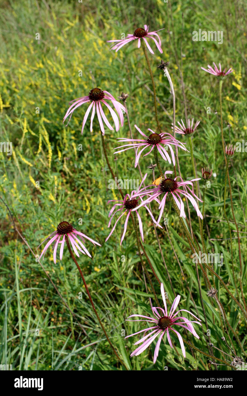 The pale purple coneflower, a native plant species, thrives in various ...