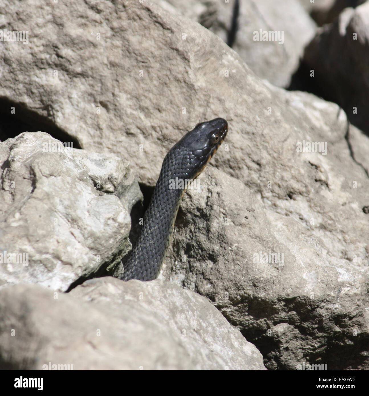 The image titled 'Just Looking Around' depicts wildlife in a U.S ...