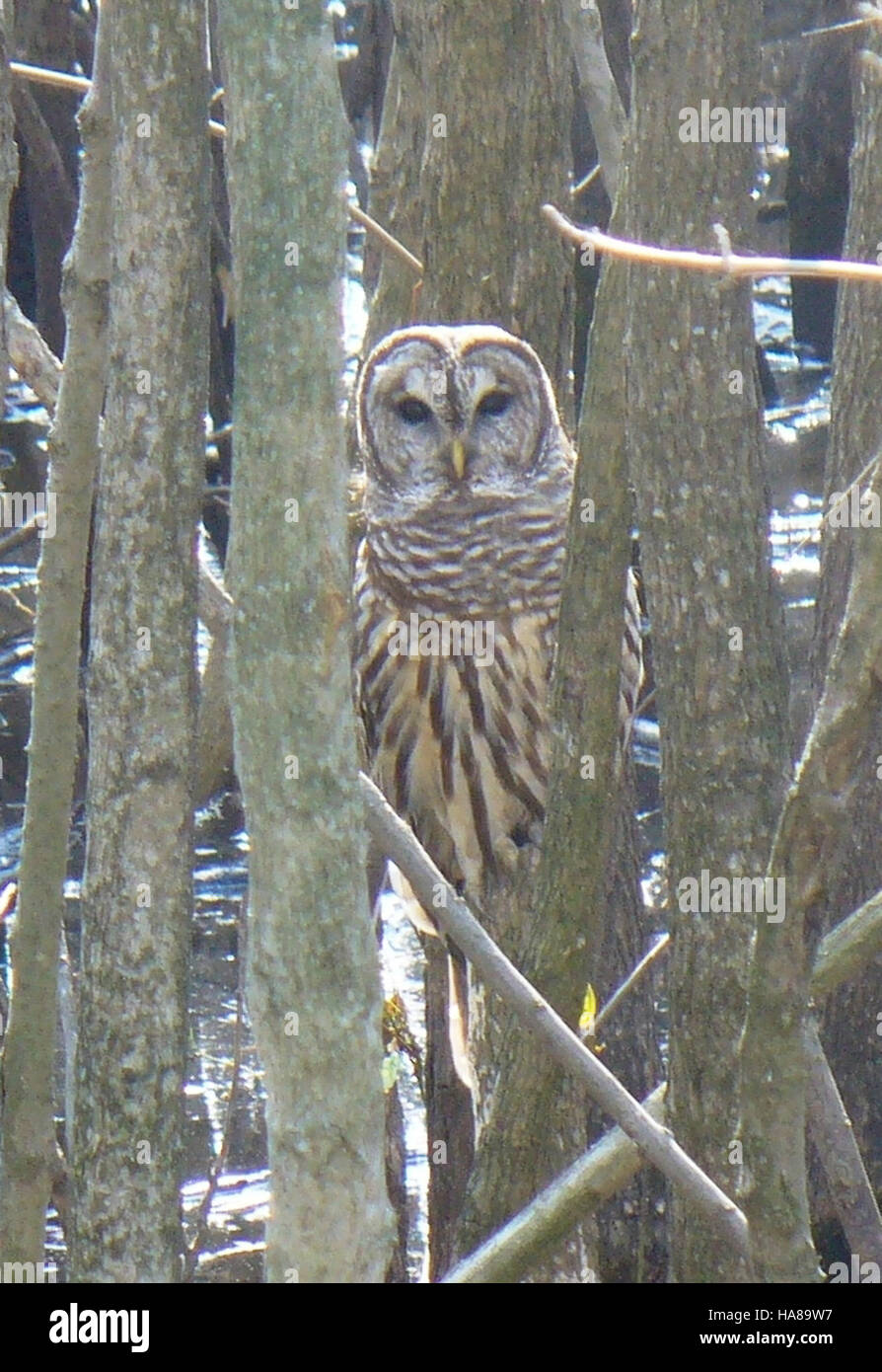 The Barred Owl, a native species in U.S. national parks, plays a key ...