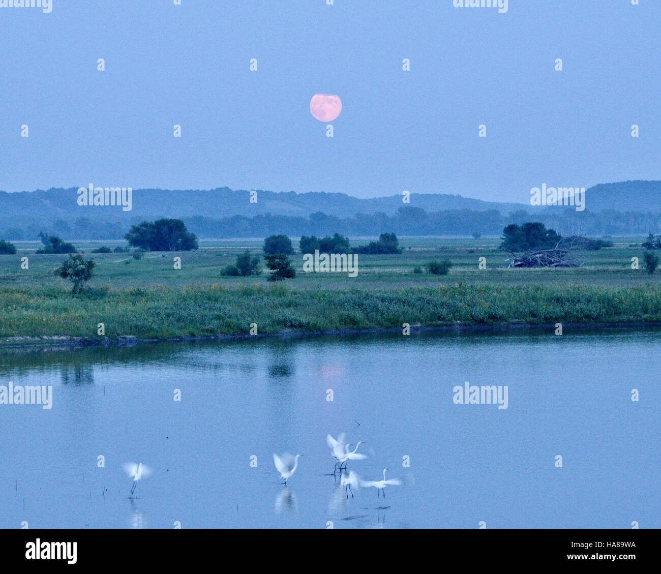 The Harvest Moon rises over a national park, casting a warm glow across ...