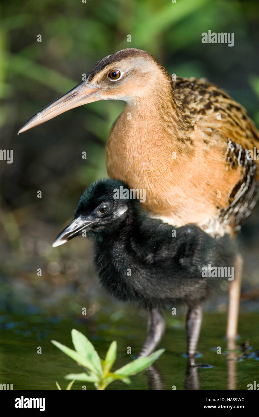 usfwsmidwest 11354515426 King Rail with Young Stock Photo - Alamy