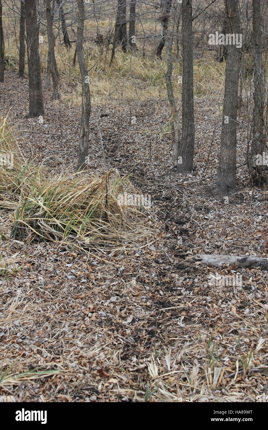 This image shows a deer trail in a U.S. national park, highlighting the ...