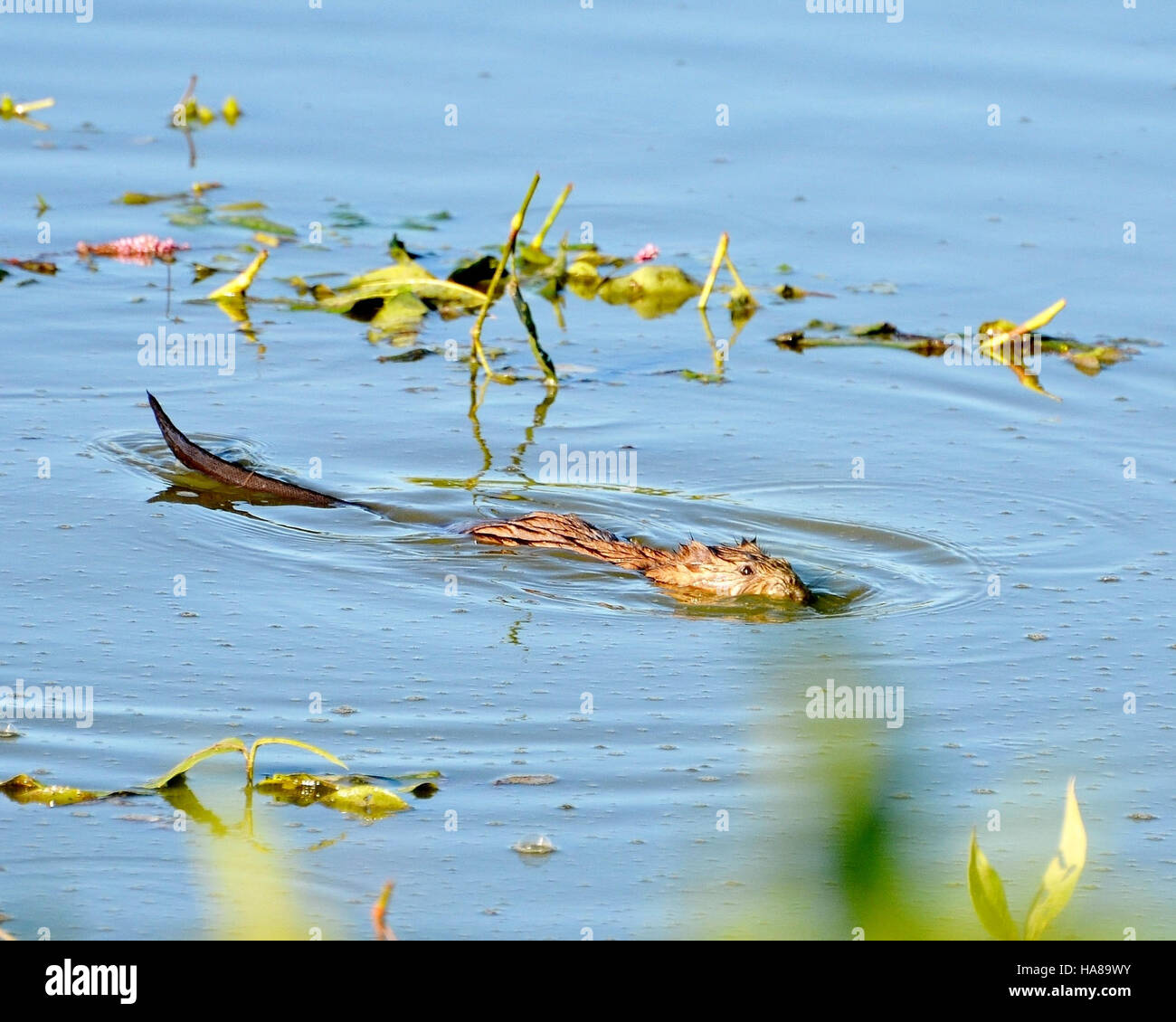 This image shows a muskrat in its natural habitat within a national ...