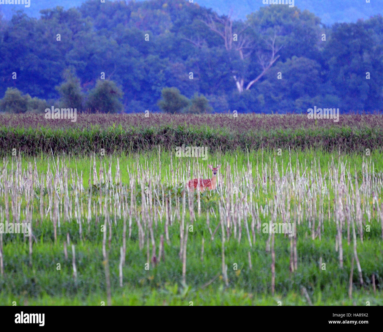 A fawn in a national park represents the seasonal cycle of wildlife ...