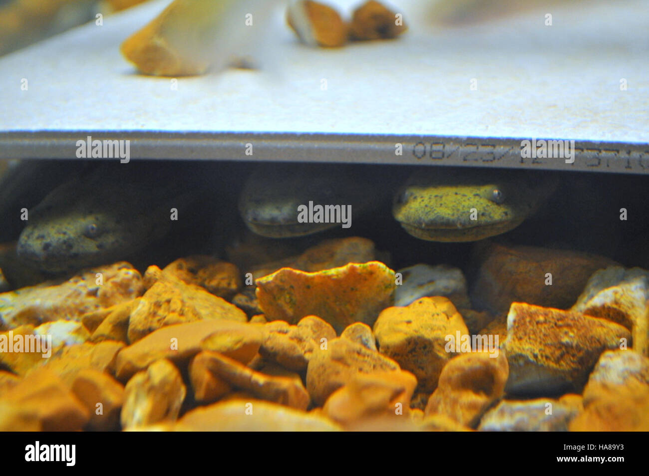 Hellbenders hi-res stock photography and images - Alamy