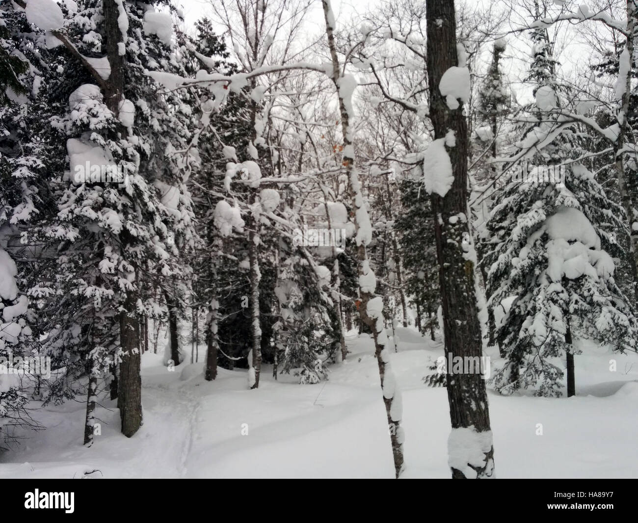 Michigan experiences a heavy snowfall during winter months, affecting ...