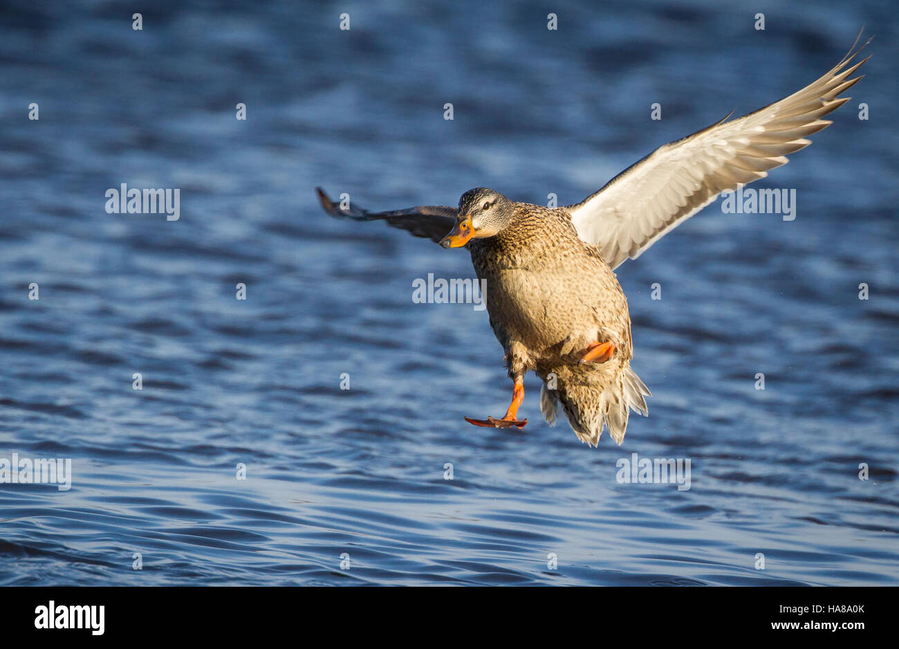 Mallards common species duck hi-res stock photography and images - Alamy
