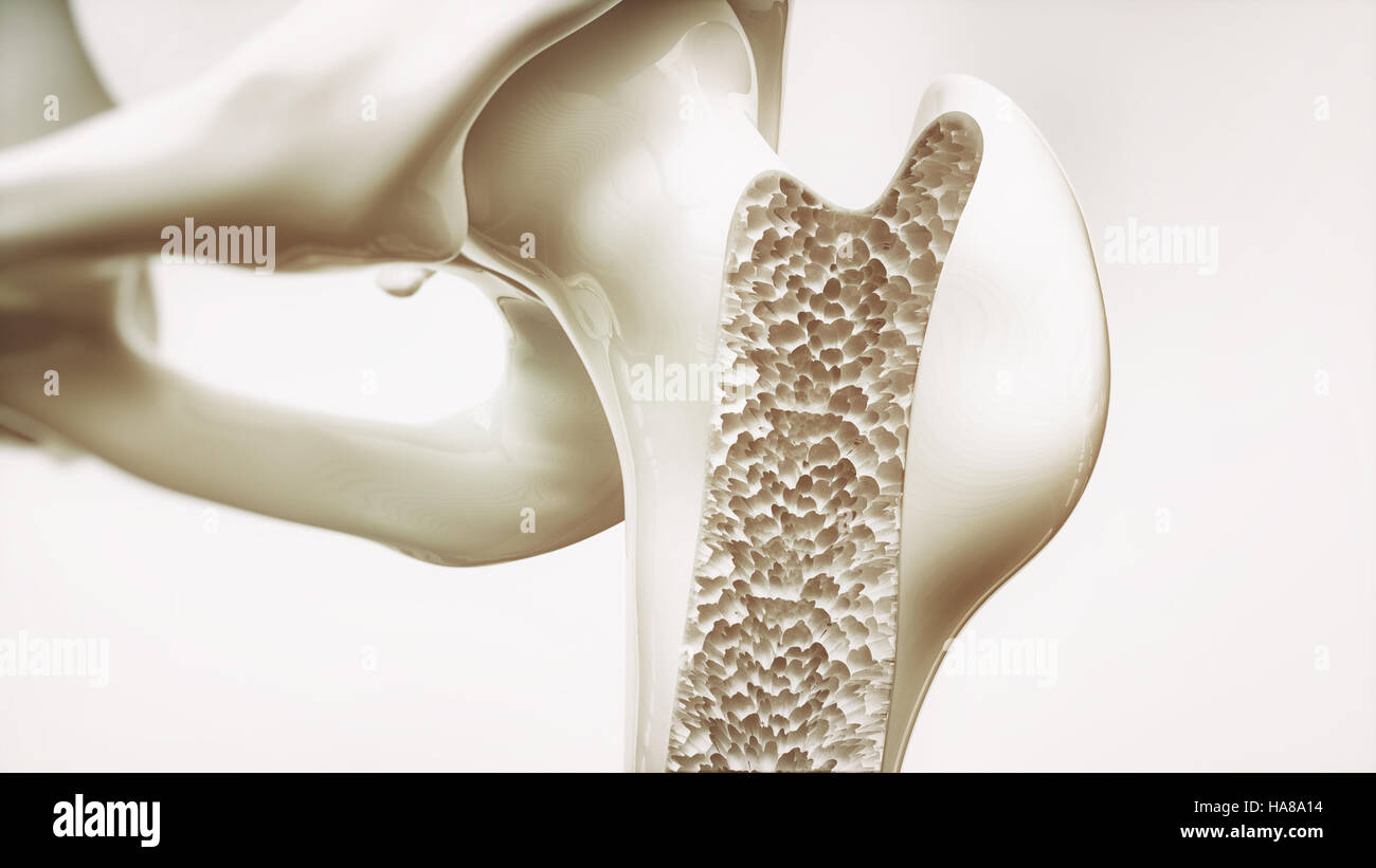 Porous Bone Stock Photos & Porous Bone Stock Images - Alamy