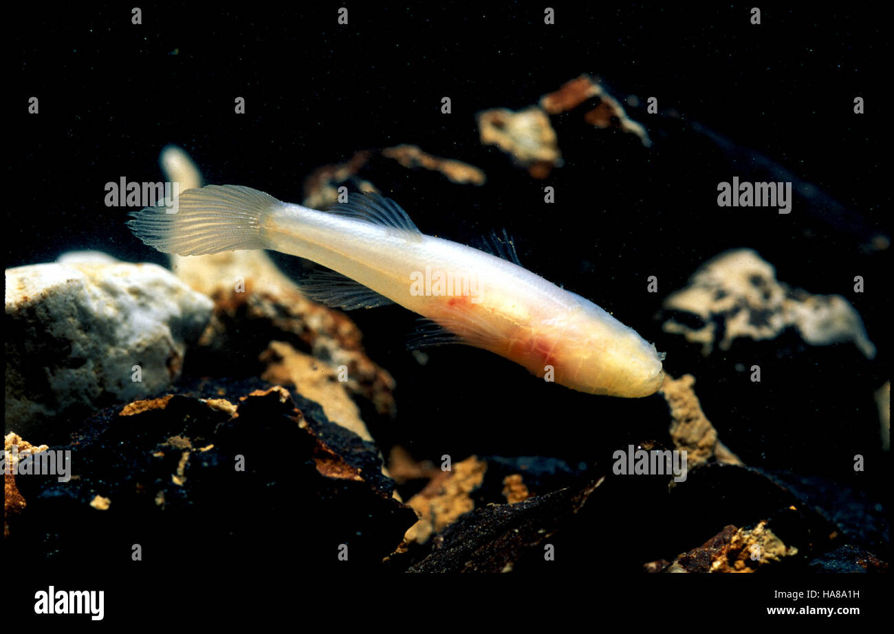 Cavefish hi-res stock photography and images - Alamy