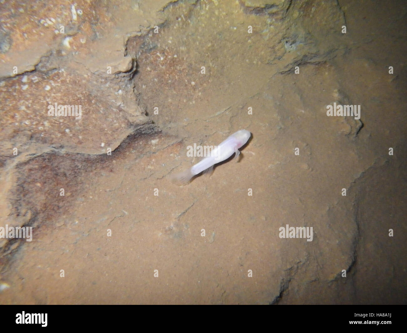 The Ozark Cavefish, a federally protected species, inhabits the caves ...