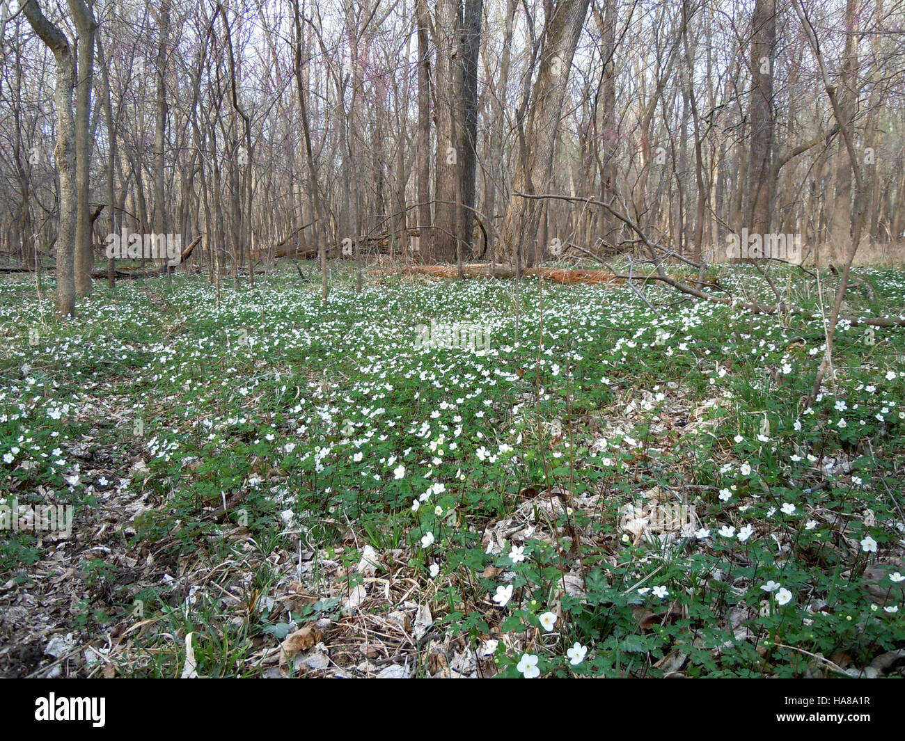 False Rue Anemone is a native wildflower species found in several U.S ...