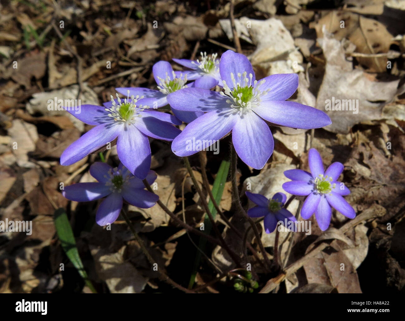 The Sharp-lobed Hepatica, a native spring wildflower, blooms in U.S ...