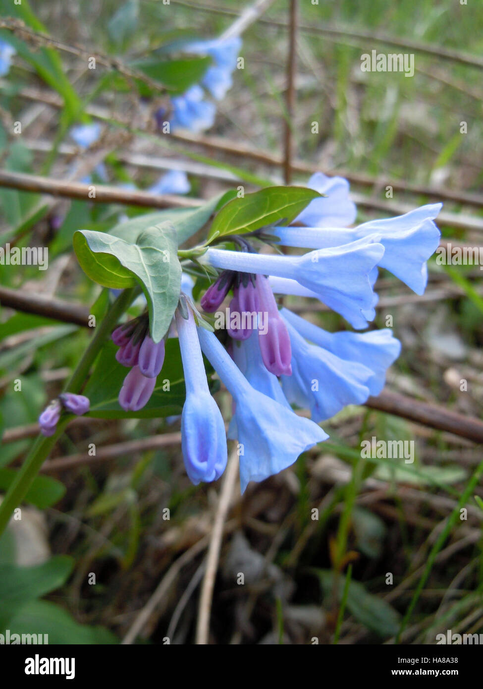 Virginia Bluebell flowers bloom in the spring at this national park ...