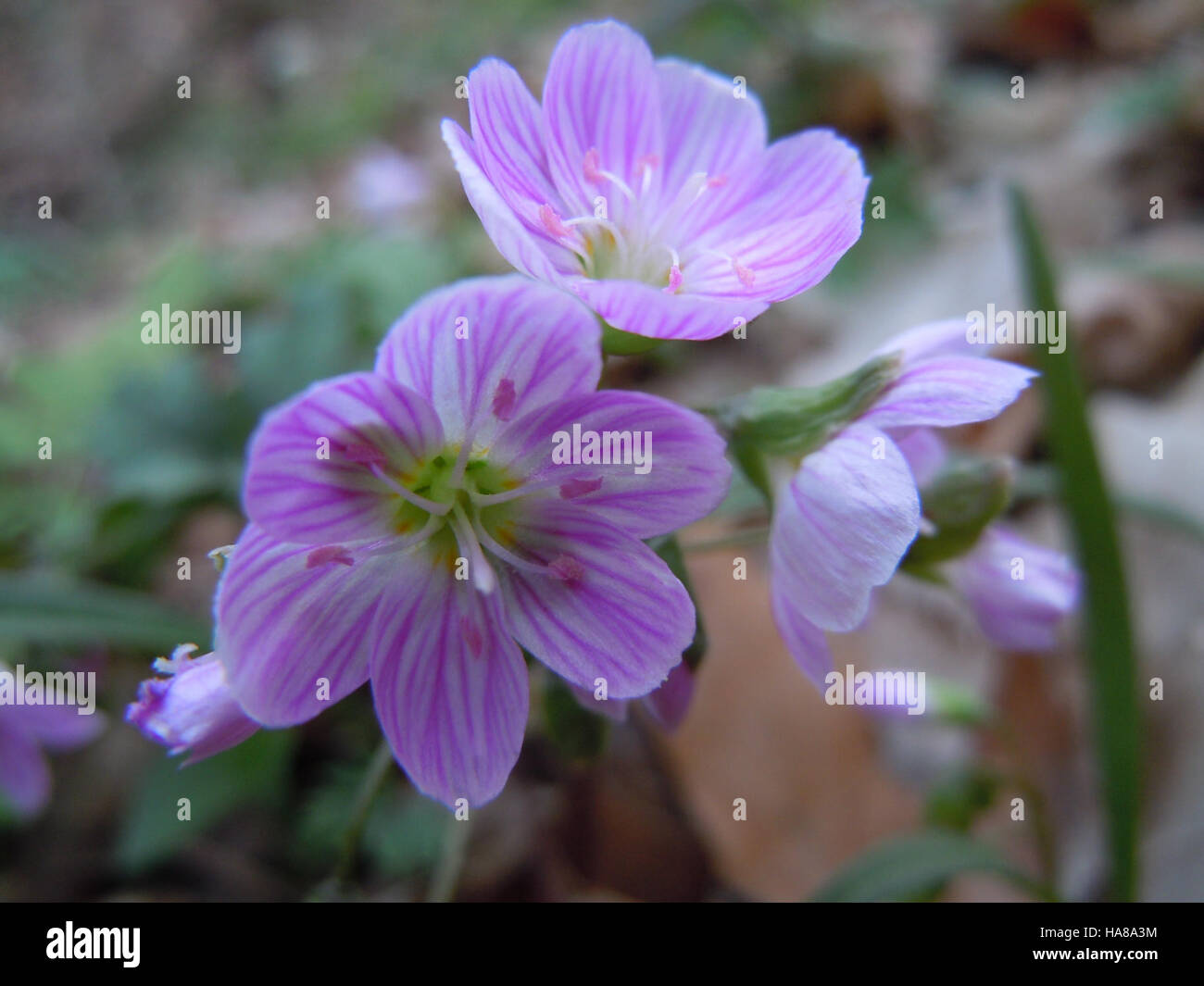 This image showcases spring beauty flowers in a national park ...