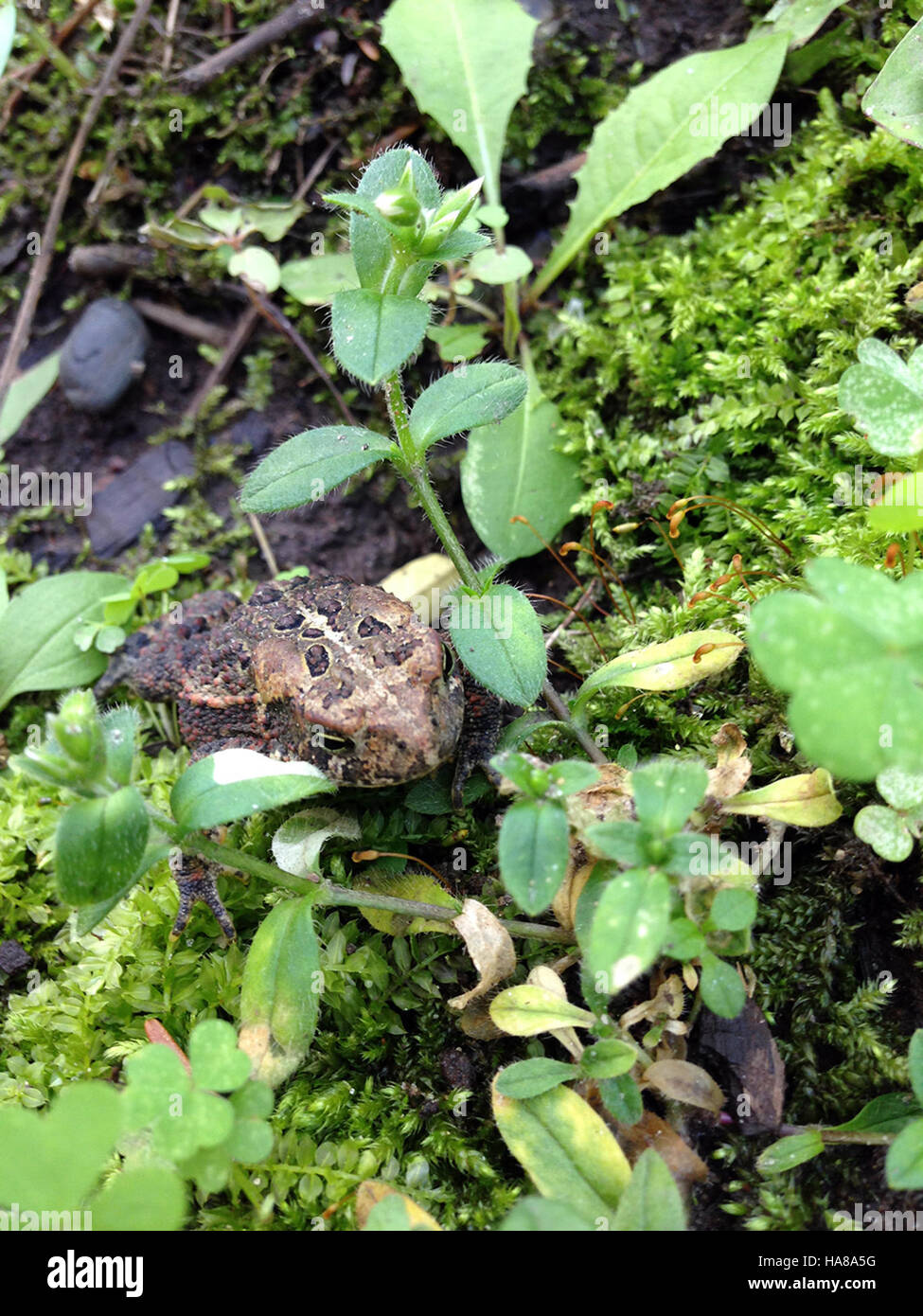 This image shows a toad in its natural habitat within a national park ...