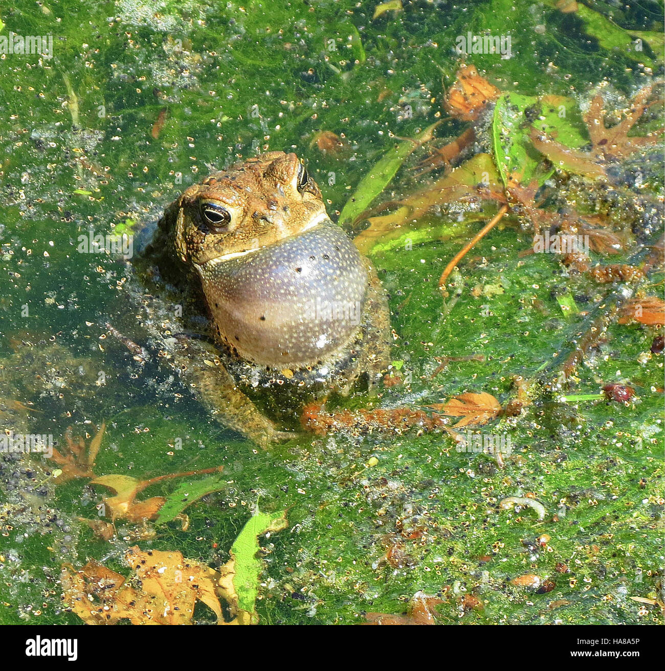 The croaking Eastern American toad at the Neosho National Fish Hatchery ...