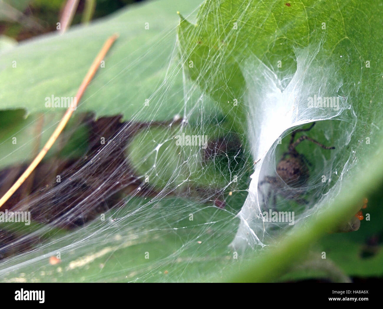 The funnel web spider is a key species in the national park ecosystem ...