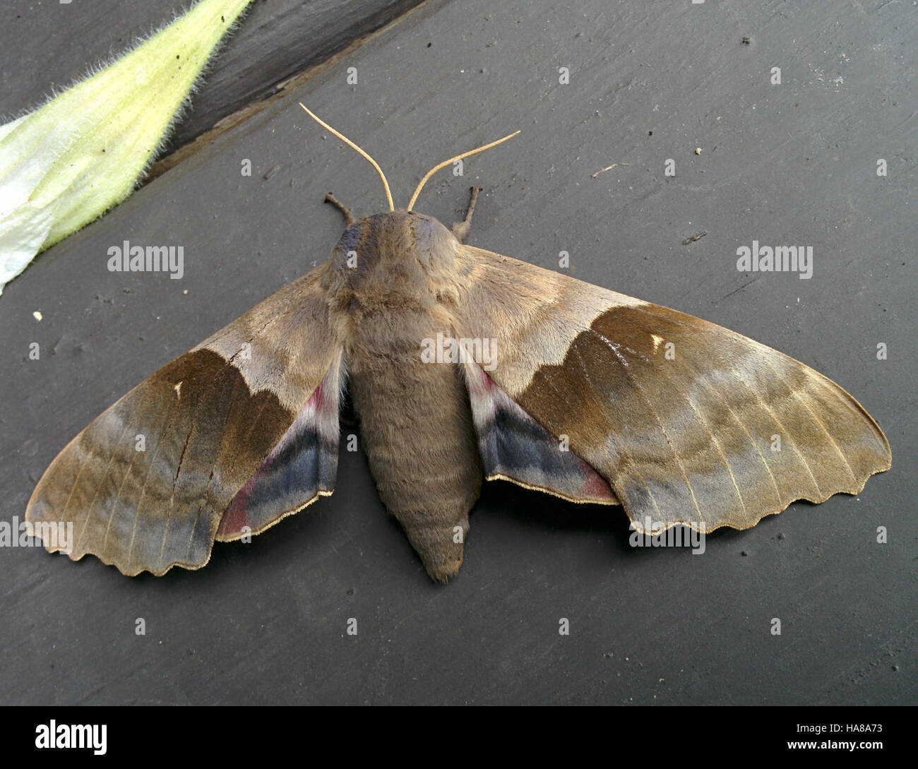 Modest sphinx moth hi-res stock photography and images - Alamy