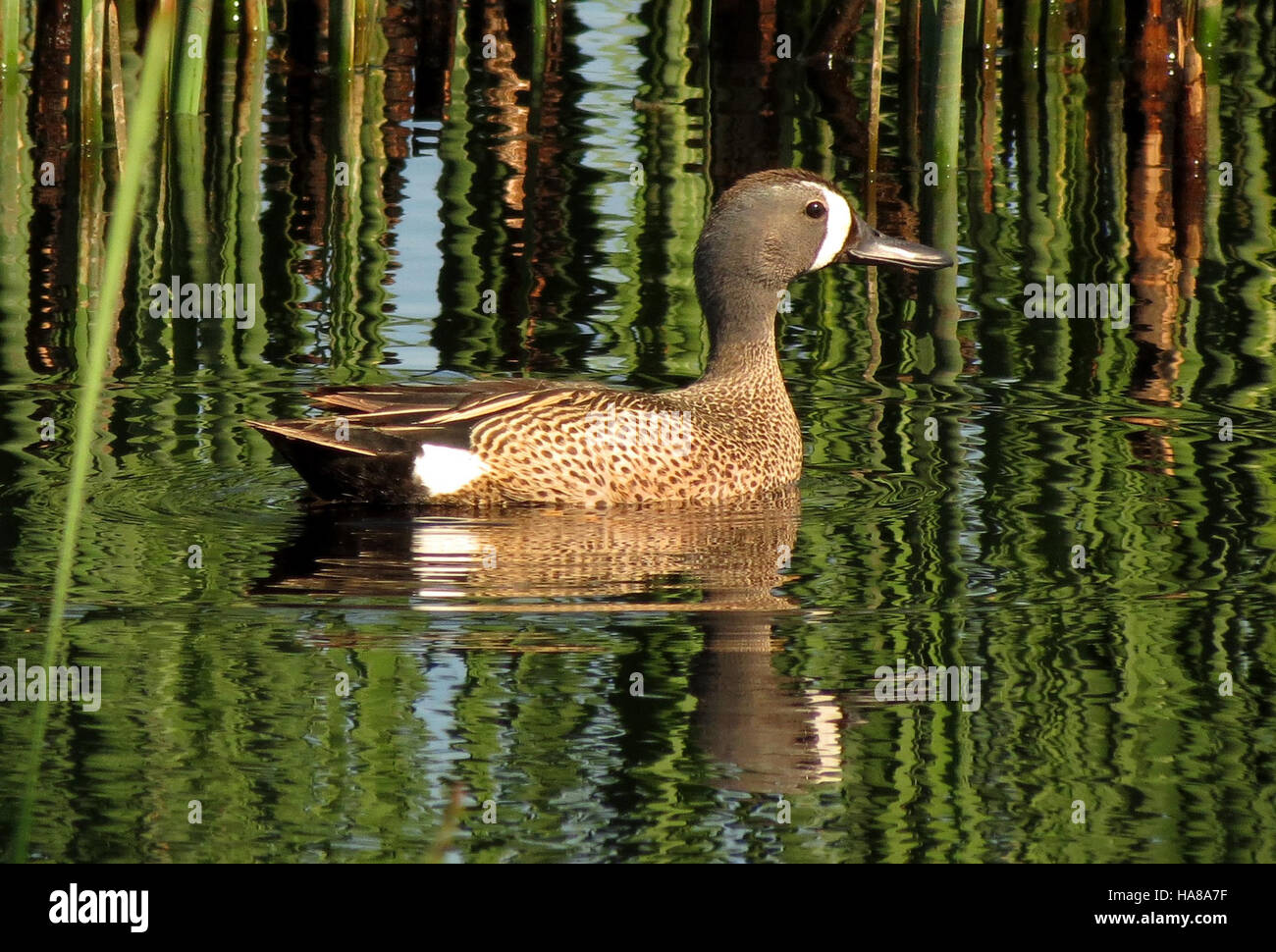A male blue-winged teal is photographed in its natural habitat within a ...
