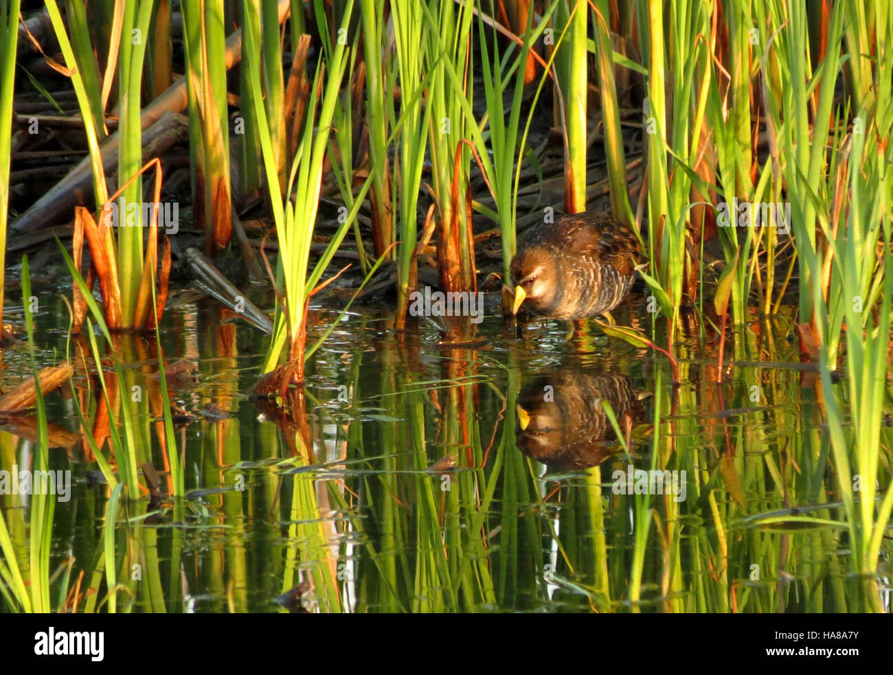 An image of the Sora, a small marsh bird, captured in its natural ...