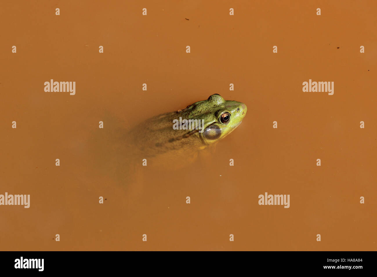 Puddle frog hi-res stock photography and images - Alamy