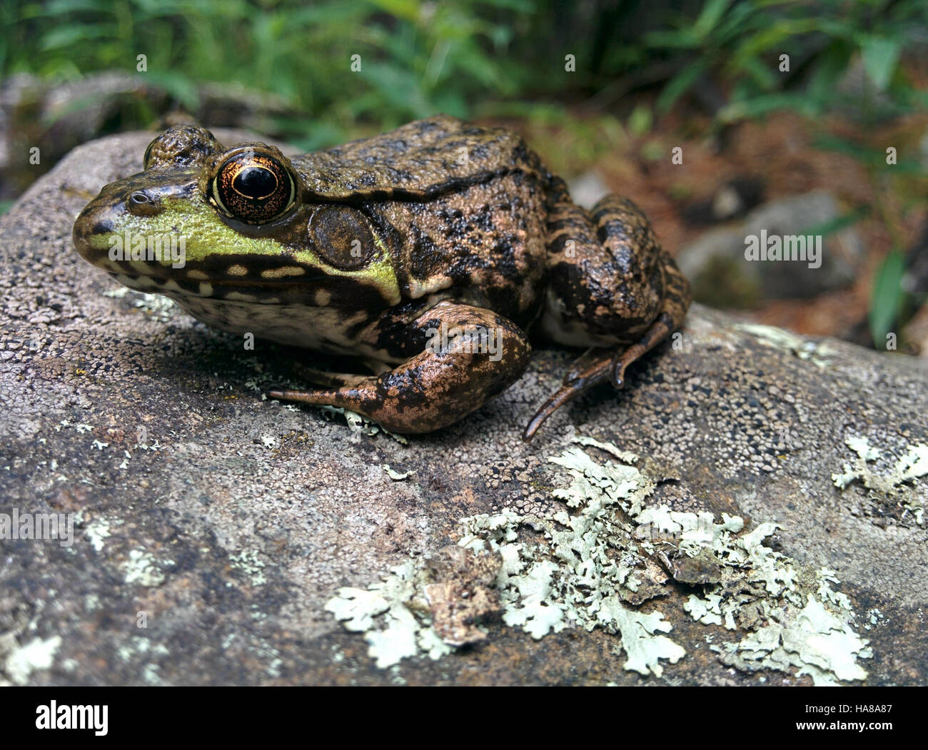 Insect predator frog hi-res stock photography and images - Alamy