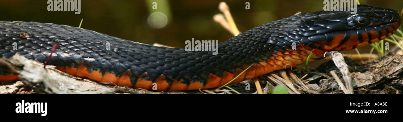 usfwsmidwest 14672767831 Copperbelly water snake Stock Photo - Alamy