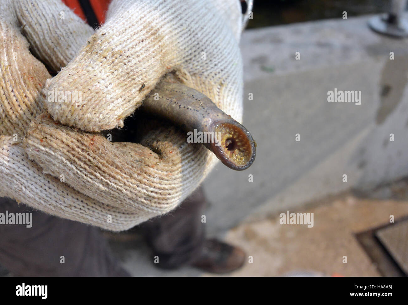 A native silver lamprey, mistakenly trapped alongside an invasive sea ...