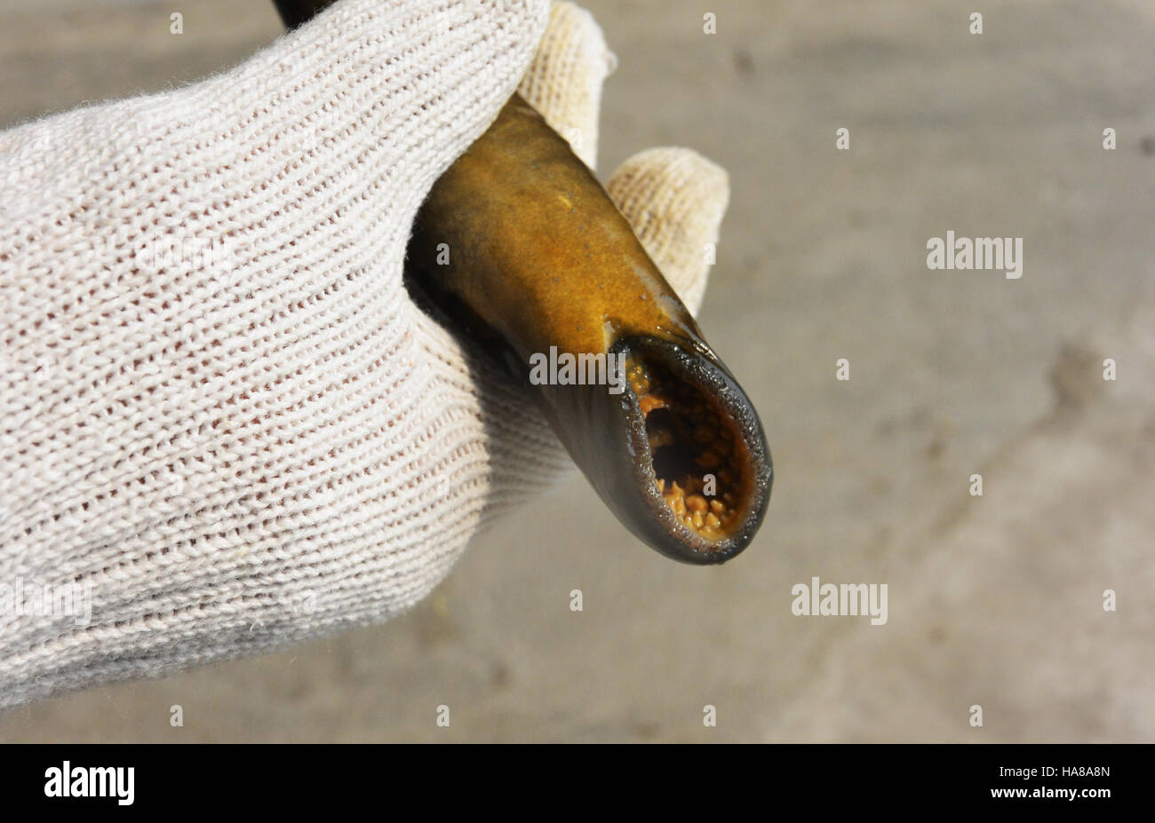 The U.S. Fish and Wildlife Service addresses the control of Sea Lamprey ...