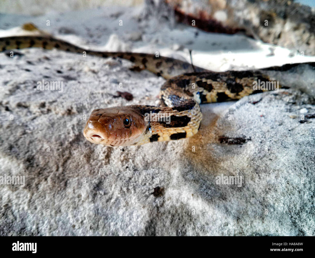The Western Fox Snake is a key species within the U.S. National Park ...