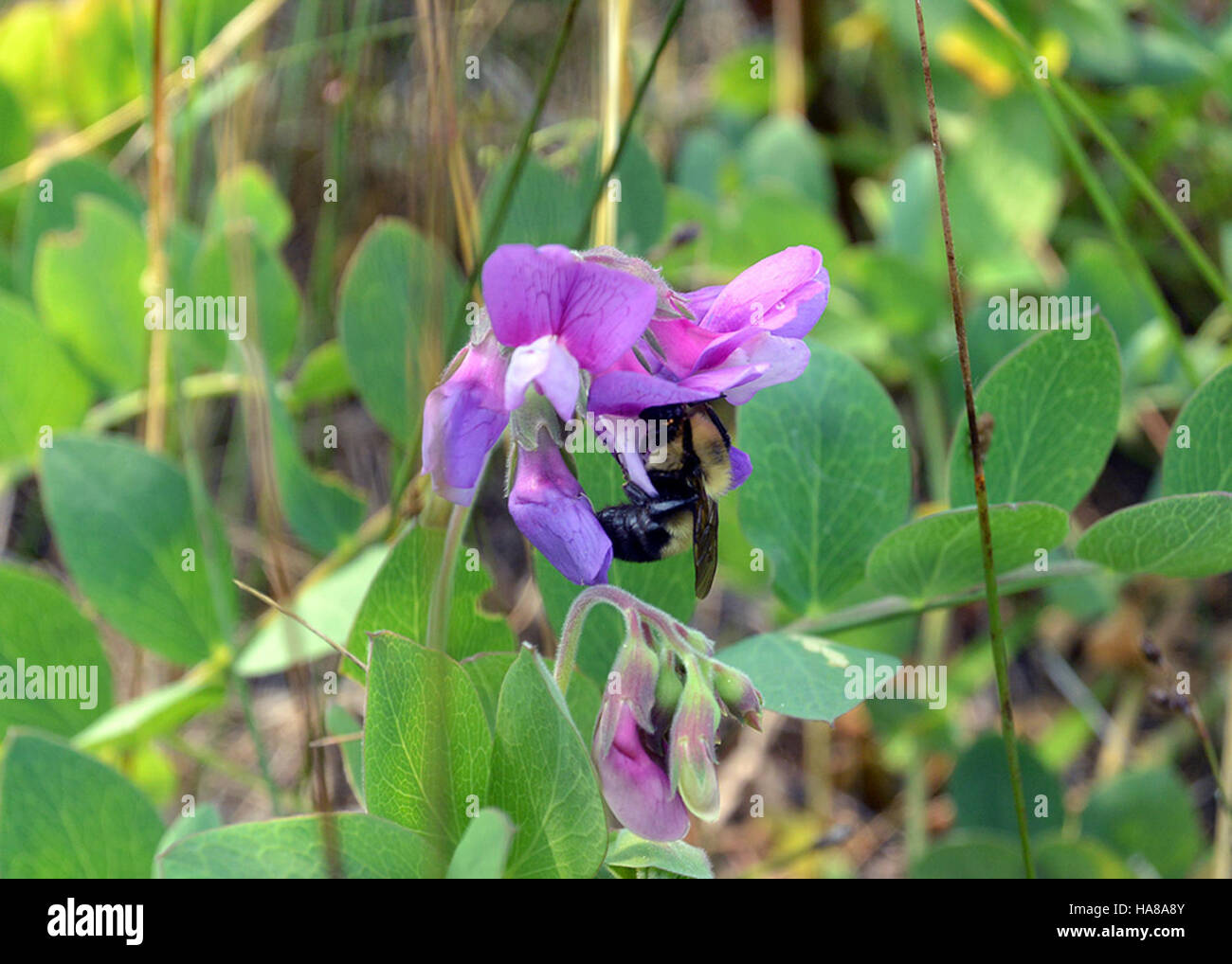 Bumblebee species in national parks play a critical role in pollination ...