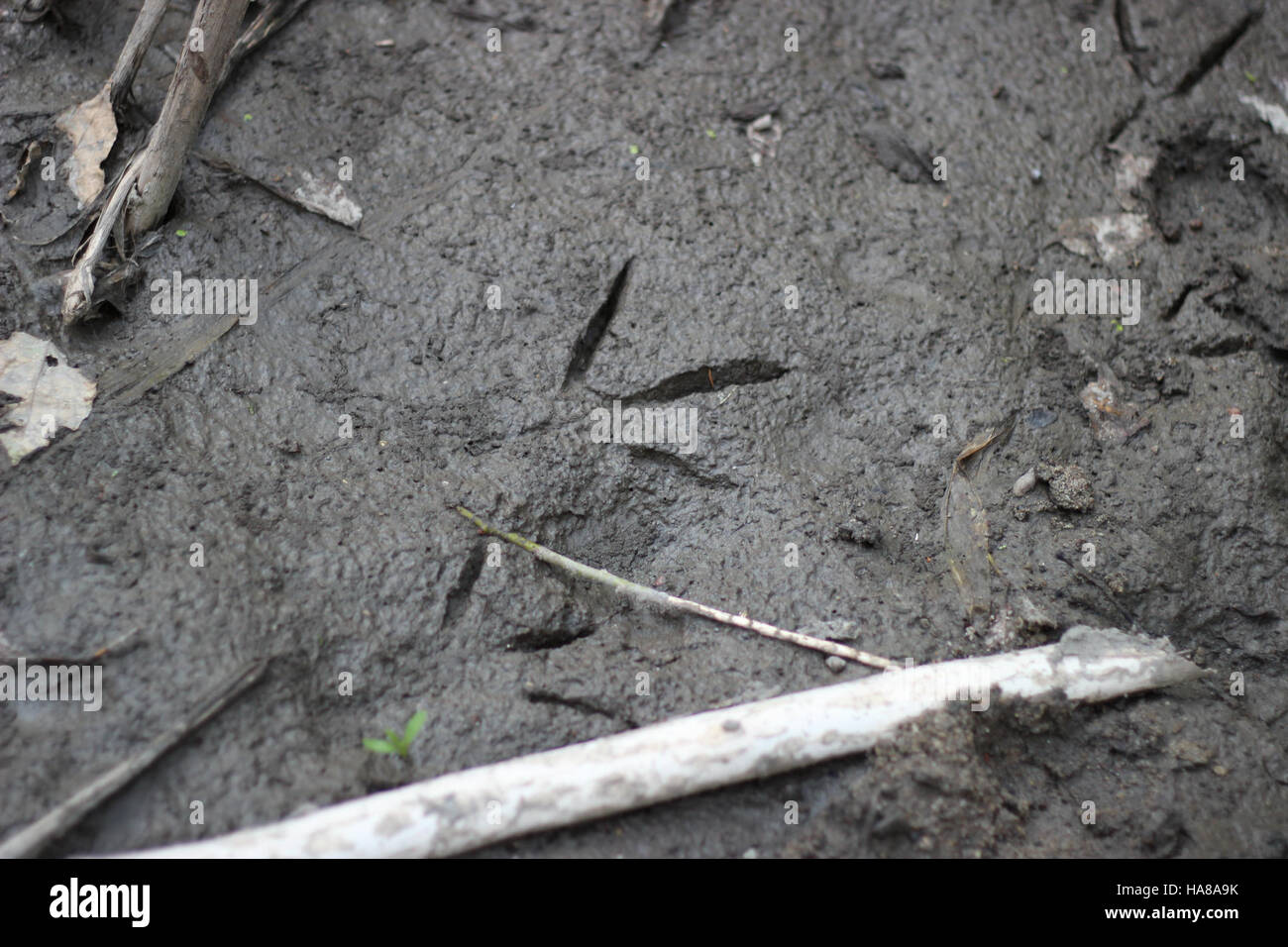 This image features animal tracks in a national park, highlighting the ...